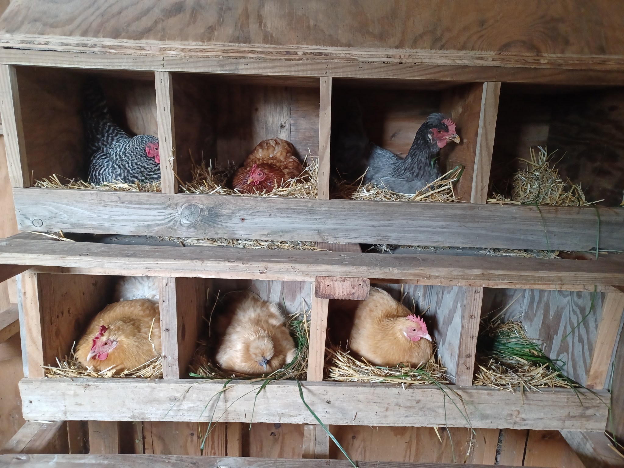 5 Common Egg Shell Problems & How To Fix Them – Chuck and the Chicks