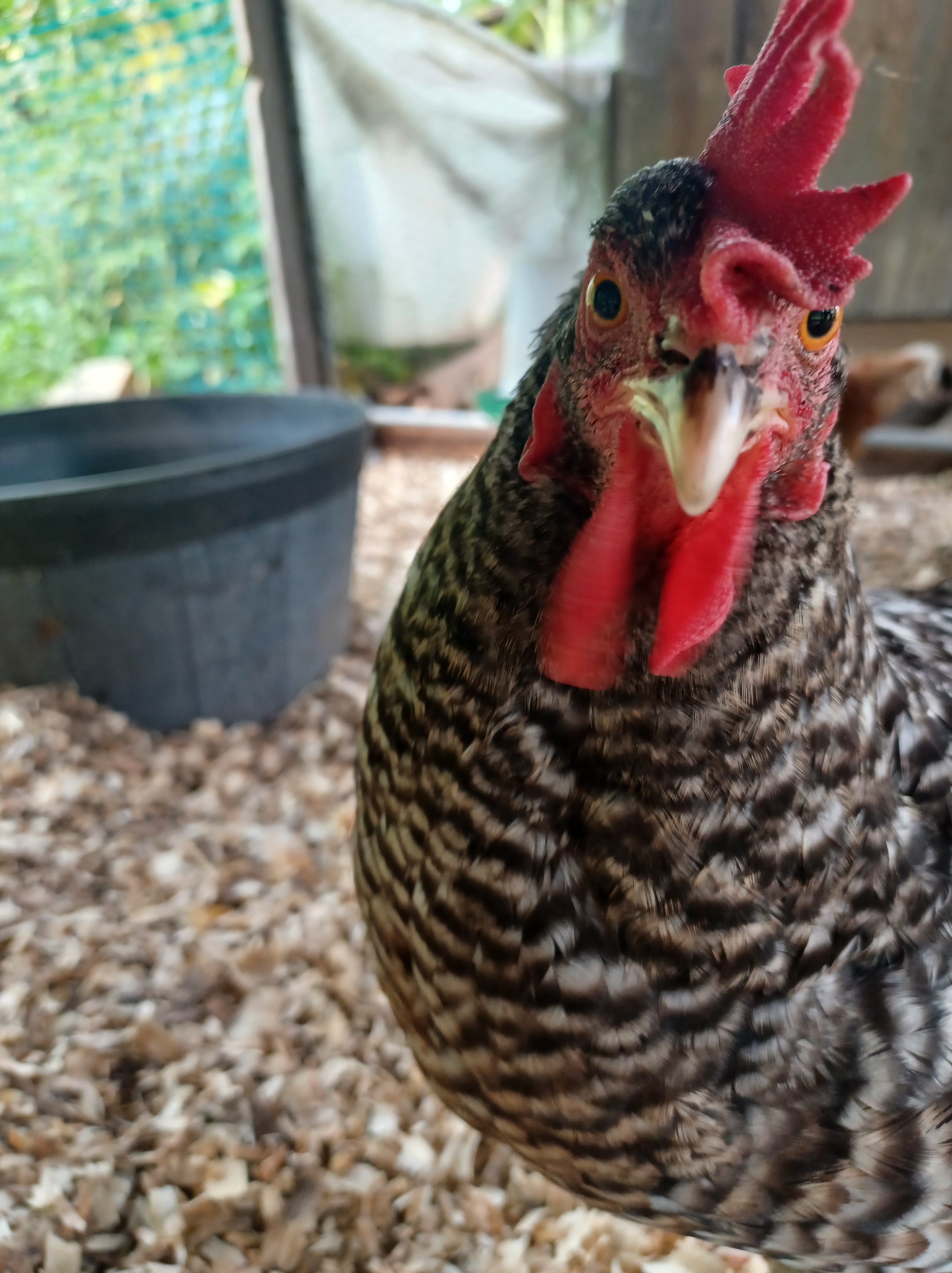 5 Fall Care Tips For Backyard Chickens – Chuck and the Chicks