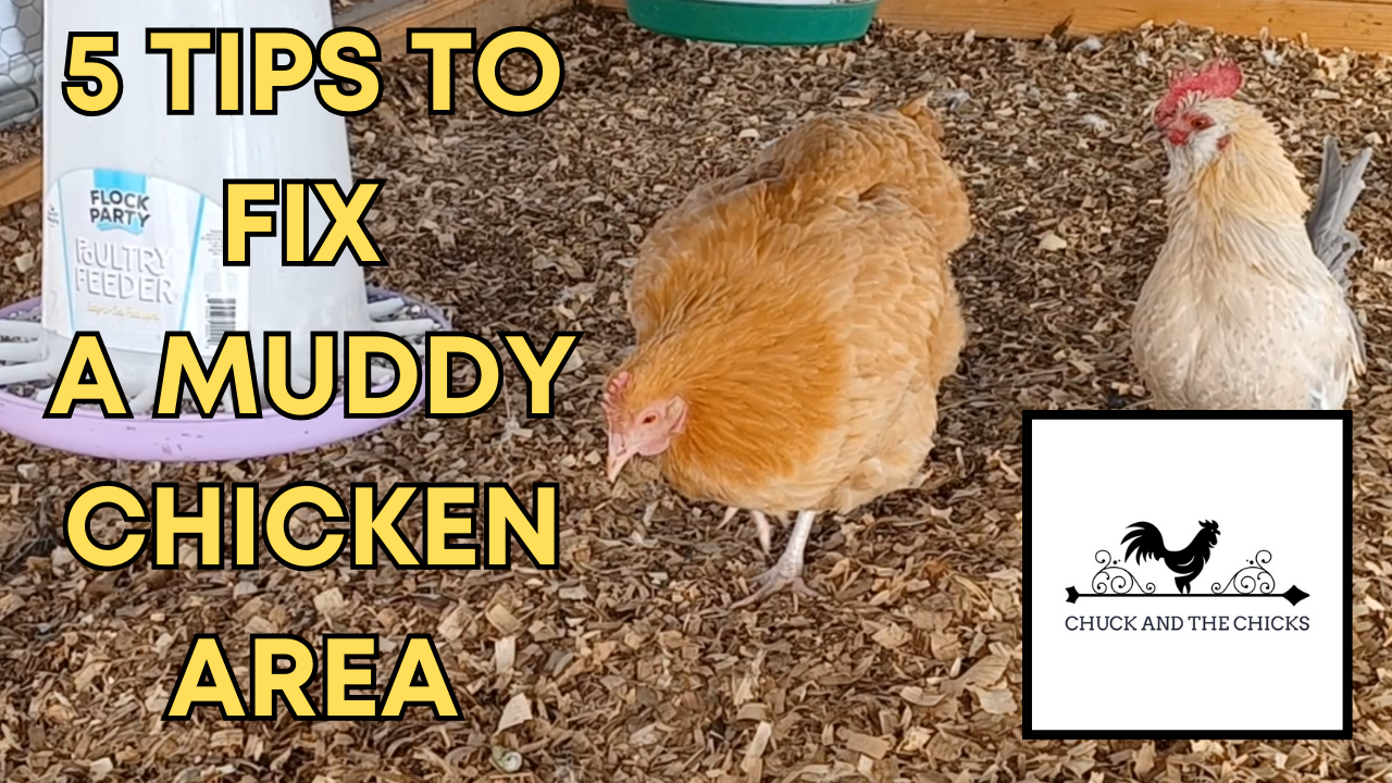 5 Tips To Fix A Muddy Chicken Area – Chuck and the Chicks