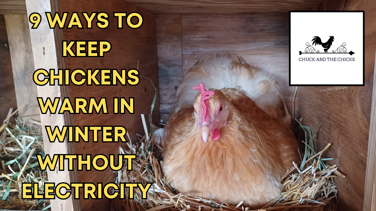 9 Ways To Keep Your Chickens Warm In Winter Without Electricity – Chuck ...