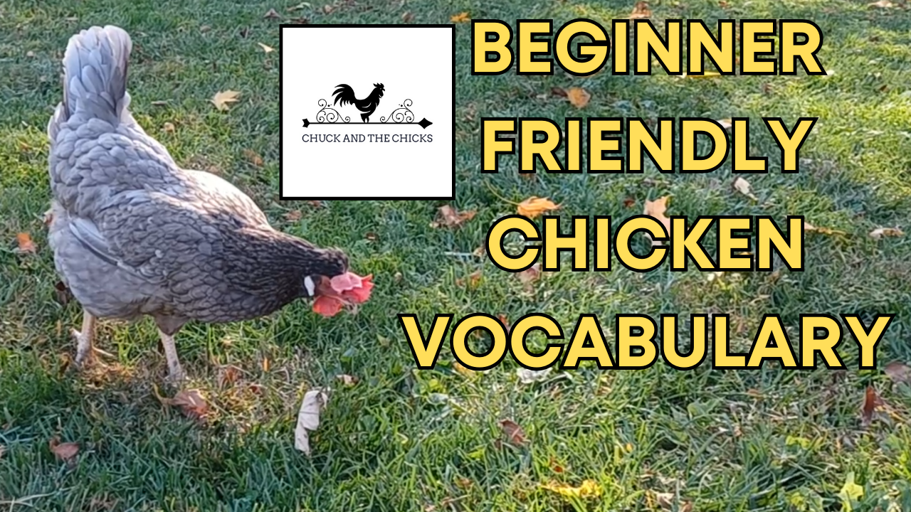 Beginner Friendly Chicken Vocabulary – Chuck and the Chicks