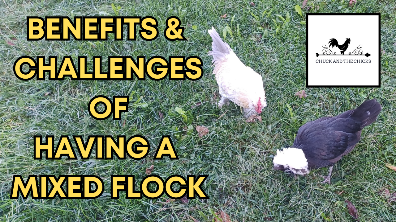 Benefits And Challenges Of Having A Mixed Flock – Chuck and the Chicks
