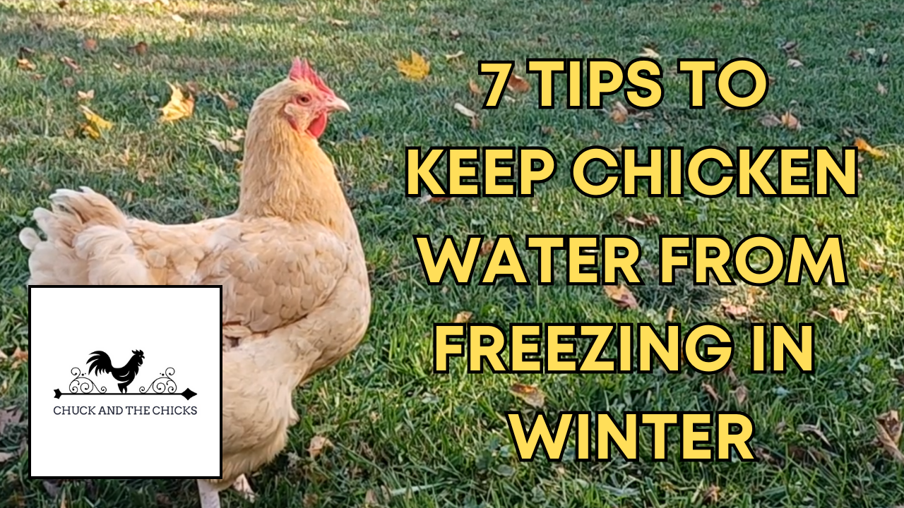 7 Tips To Keep Chicken Water From Freezing In Winter – Chuck and the Chicks