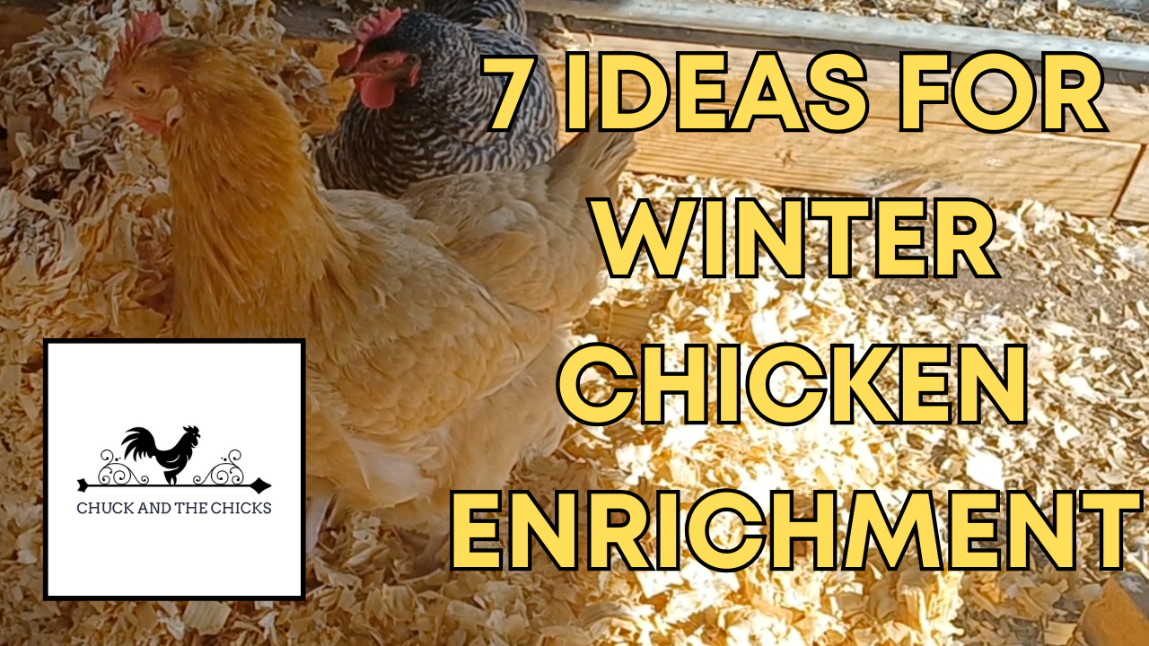 7 Ideas For Winter Chicken Enrichment – Chuck and the Chicks