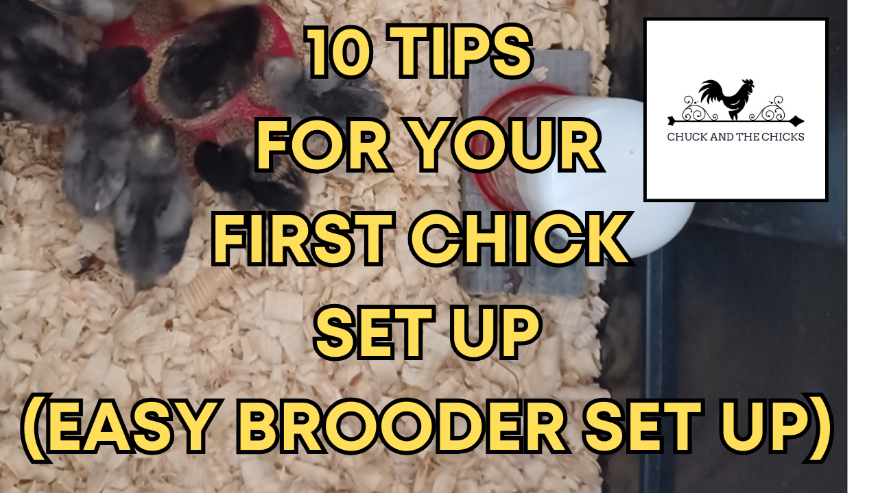 10 Tips For Your First Chick Set Up (Easy Brooder Set Up) – Chuck and ...