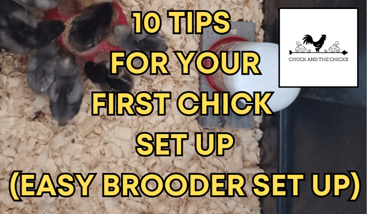 10 Tips For Your First Chick Set Up (Easy Brooder Set Up) – Chuck and ...
