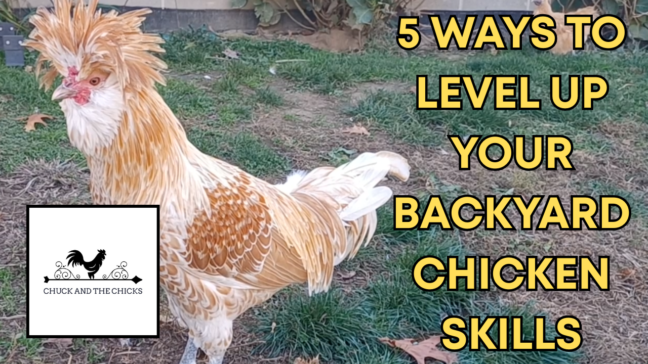 5 Ways To Level Up Your Backyard Chicken Skills – Chuck and the Chicks