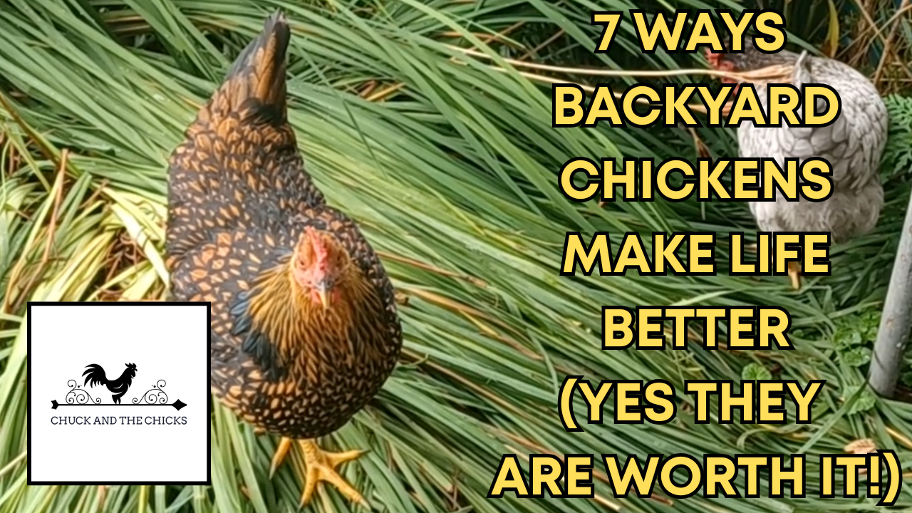 7 Ways Backyard Chickens Make Life Better (YES They Are Worth It ...