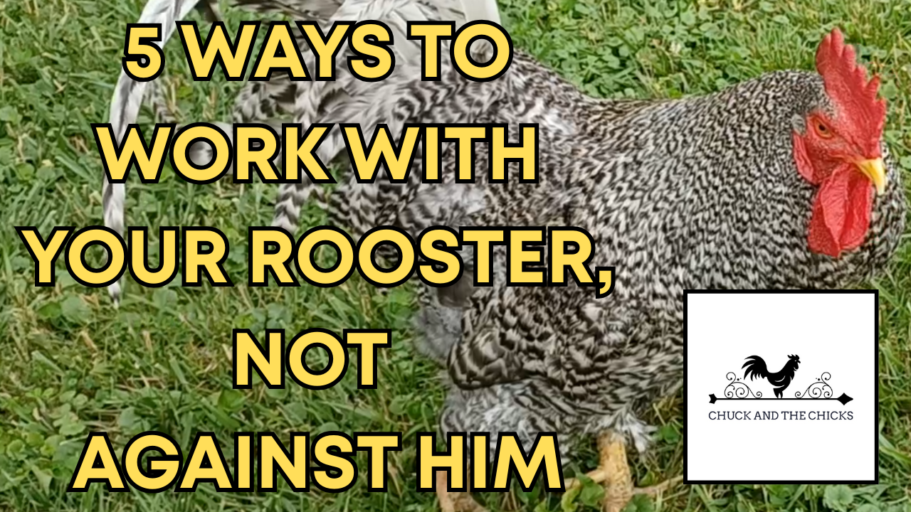 5 Ways To Work With Your Rooster, Not Against Him – Chuck and the Chicks
