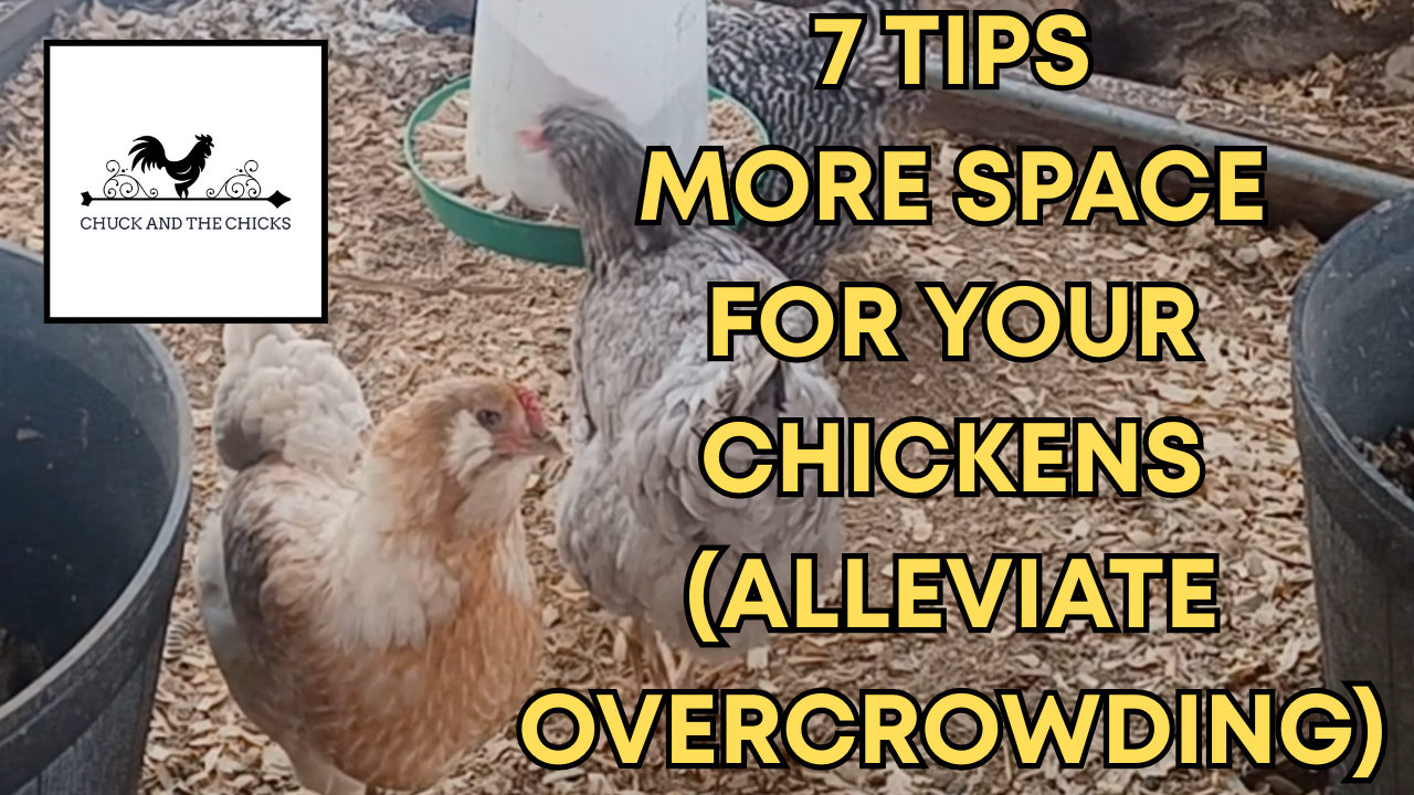 7 Tips More Space For Your Chickens (Alleviate Overcrowding) – Chuck ...