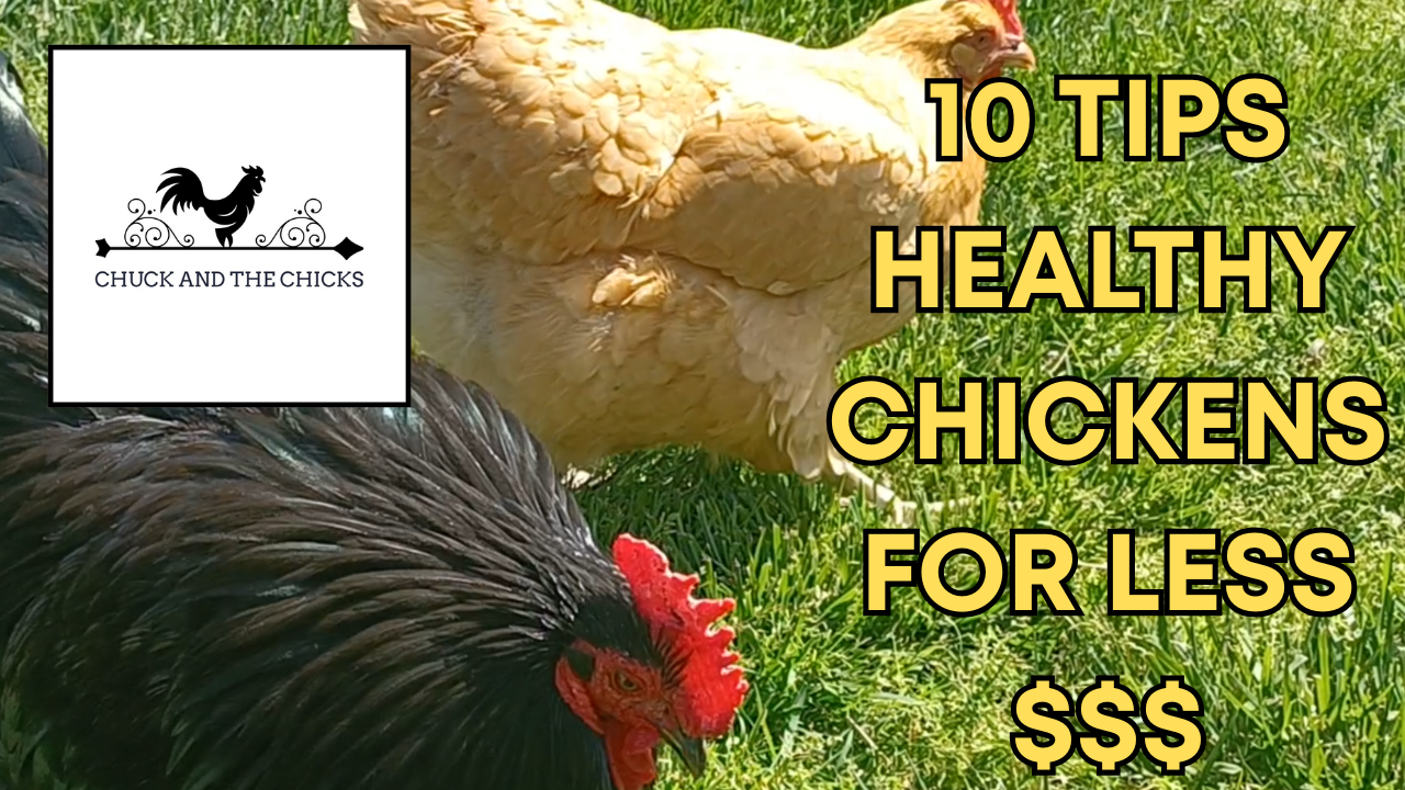 10 Tips Healthy Chickens For Less $$$ – Chuck and the Chicks