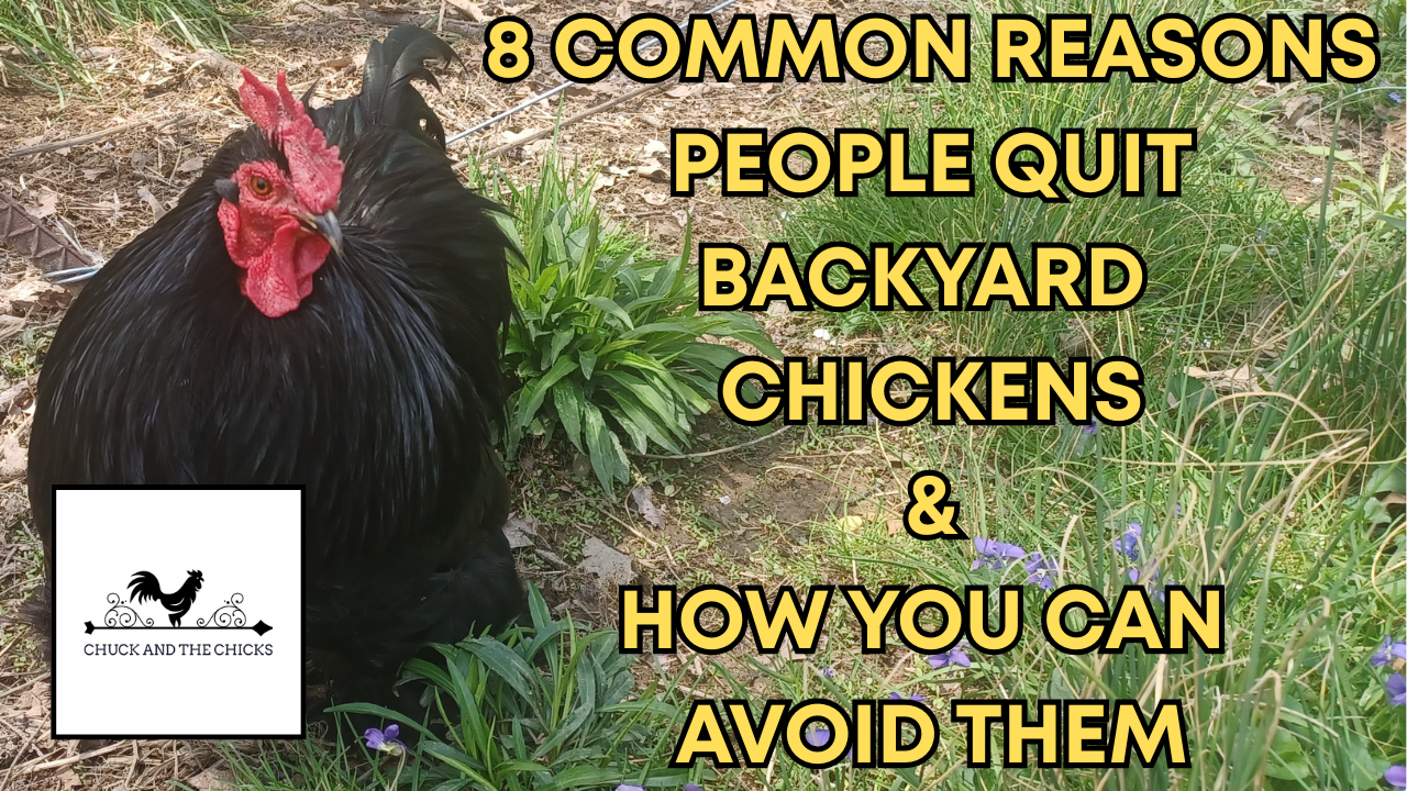 8 Common Reasons People Quit Backyard Chickens & How You Can Avoid Them ...