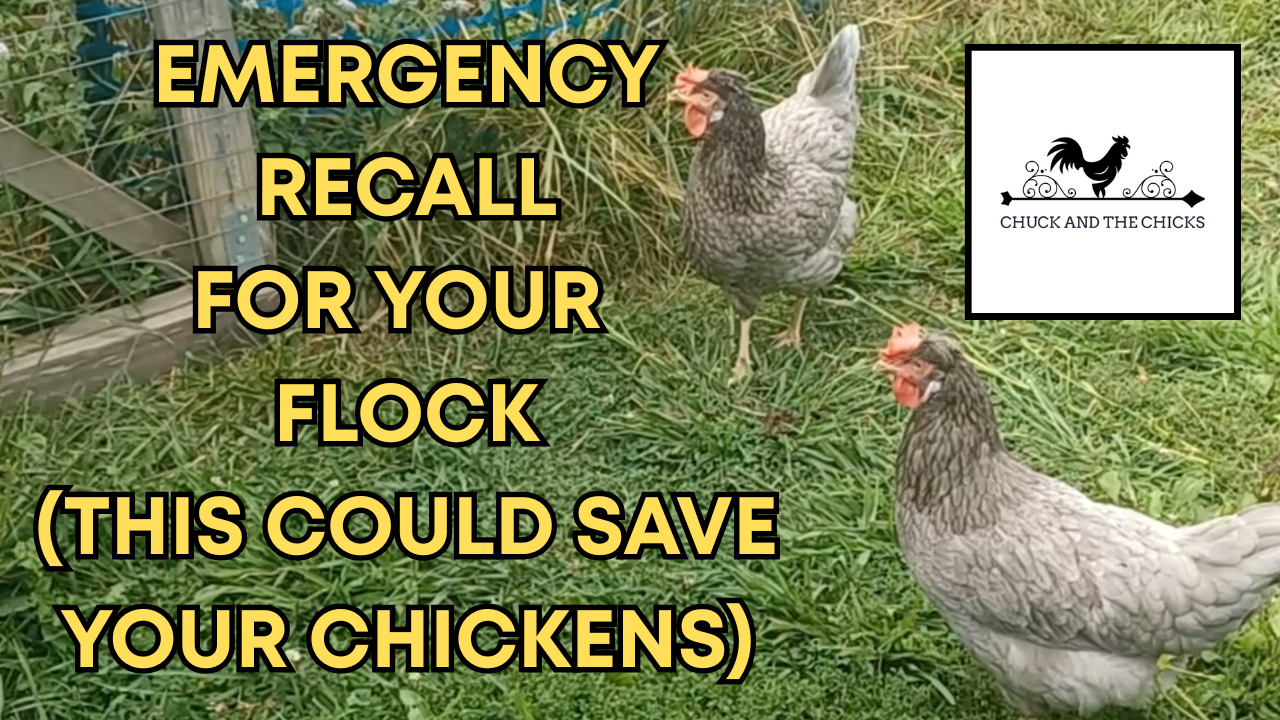 Emergency Recall For Your Flock (This Could Save Your Chickens) – Chuck ...
