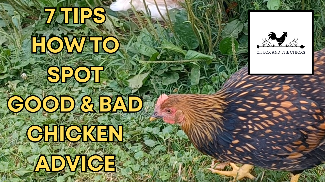 7 Tips How To Spot Good & Bad Chicken Advice – Chuck and the Chicks