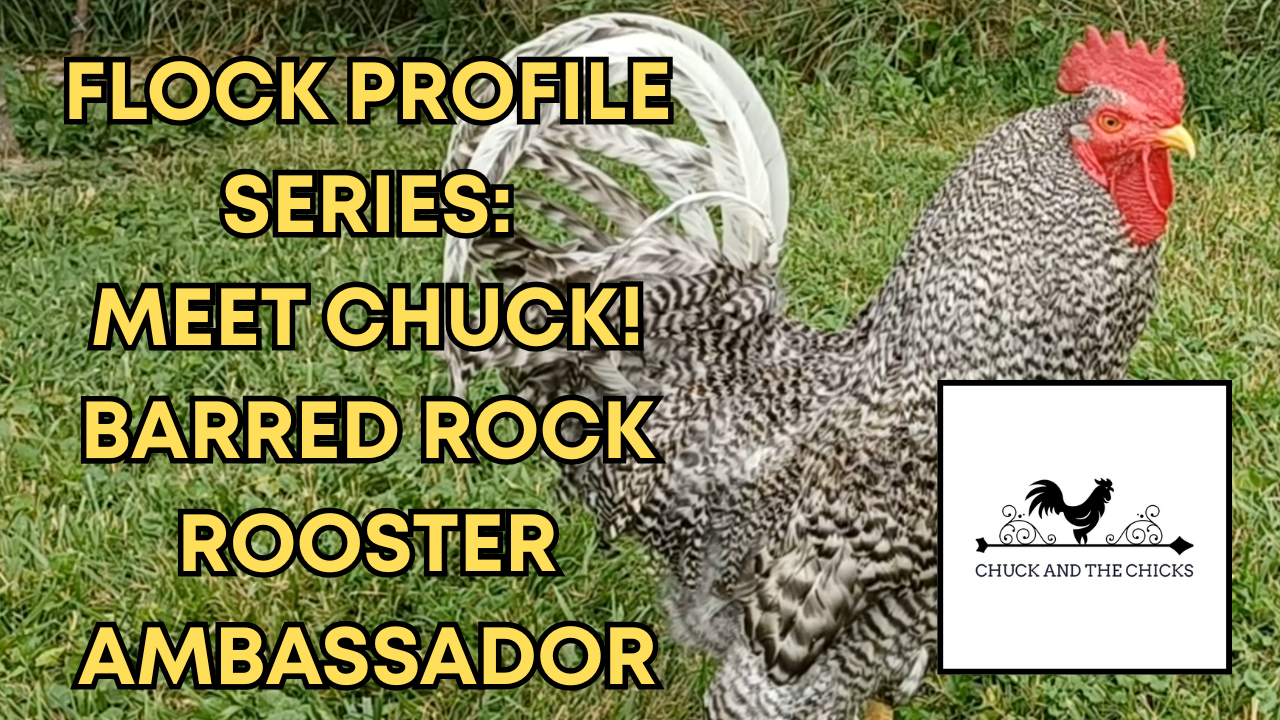 Flock Profile Series: Meet Chuck! Barred Rock Rooster Ambassador ...