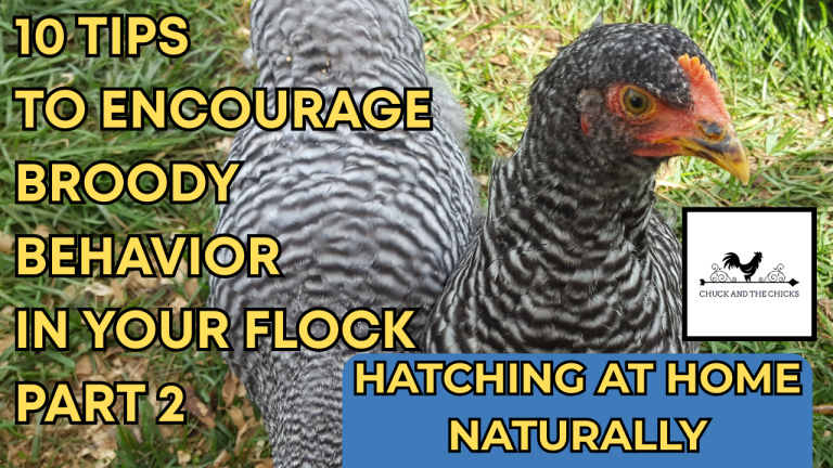 10 Tips To Encourage Broody Behavior In Your Flock, Hatching At Home ...