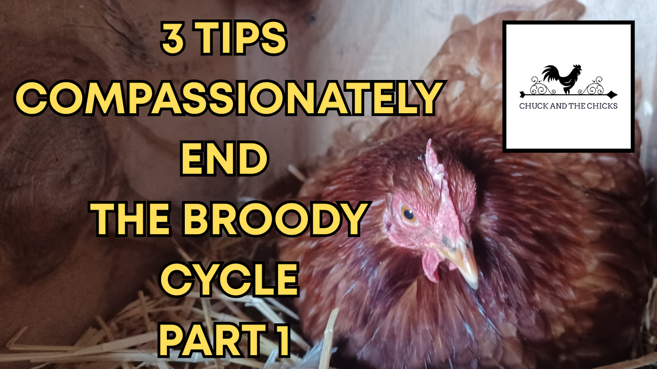 3 Tips Compassionately End The Broody Cycle – Chuck and the Chicks