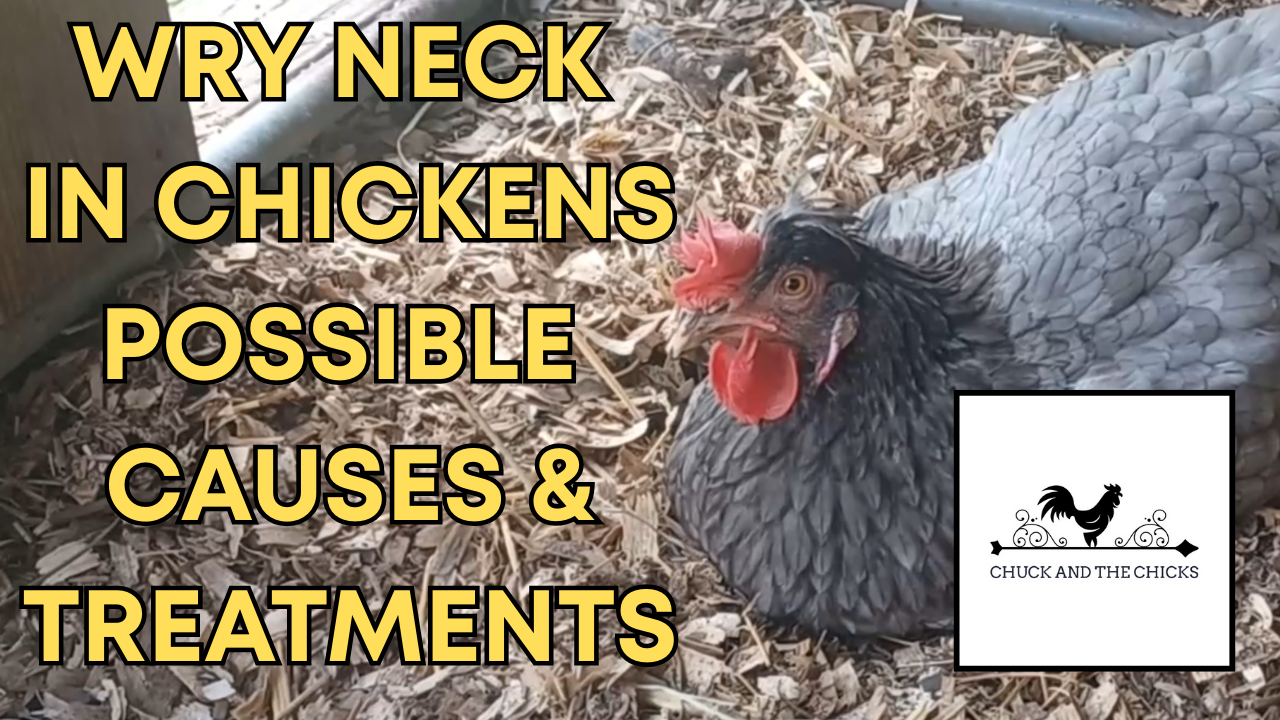 Wry Neck in Chickens Possible Causes & Treatments – Chuck and the Chicks