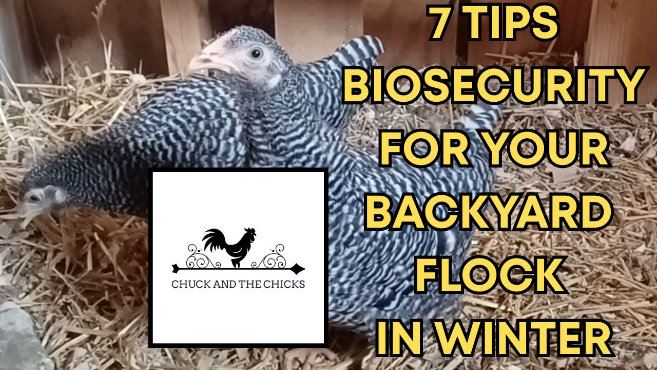 7 Tips Biosecurity For Your Backyard Flock In Winter – Chuck and the Chicks